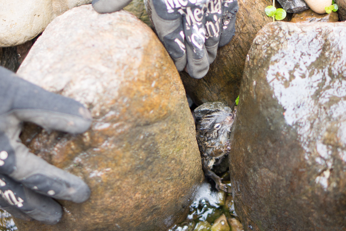 Baby squirrel rescued from drowning (12 pics) | Amazing Creatures