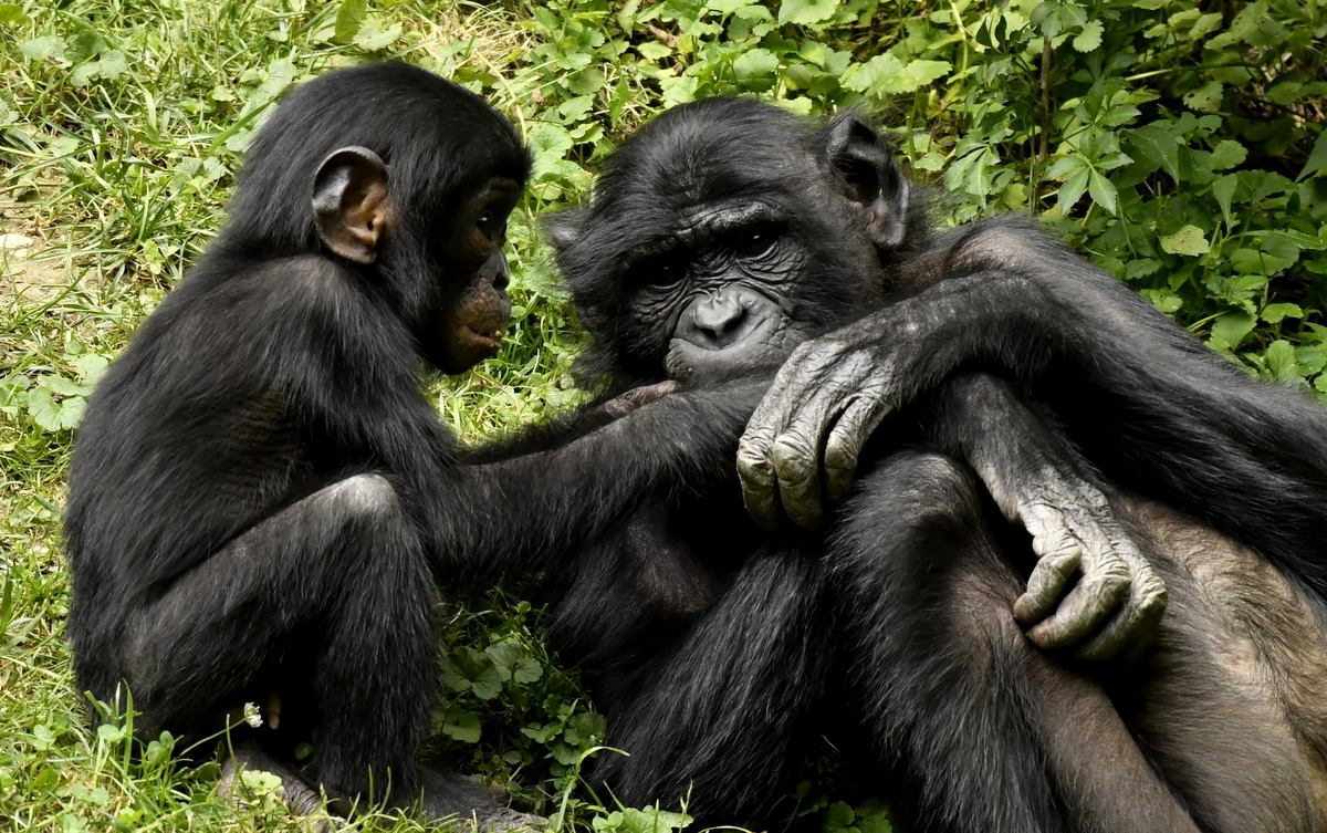 GRANDES SIMIOS PATRIMONIOS VIVOS DE LA HUMANIDAD: PROYECTO GRAN SIMIO ...