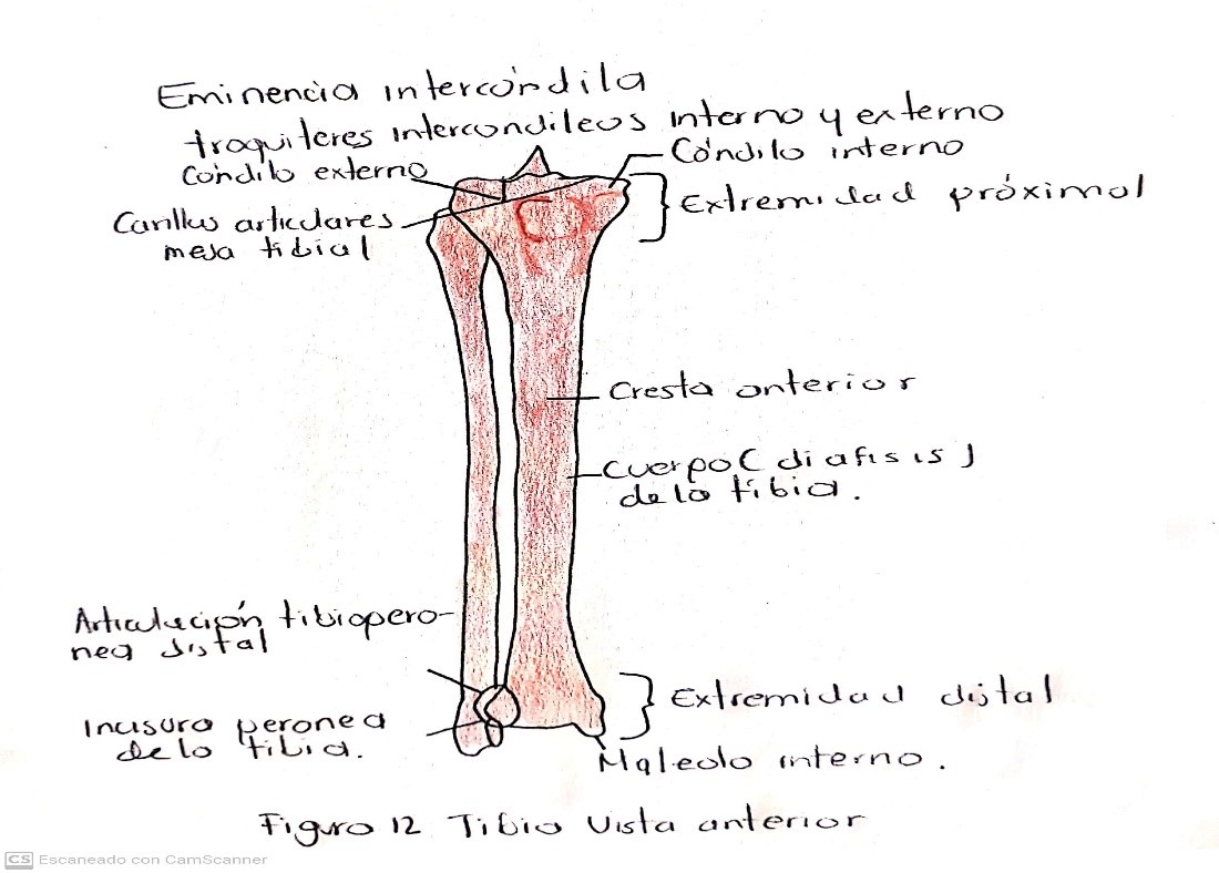 CONTEXTUALIZACION ANATOMICA: tibia y perone