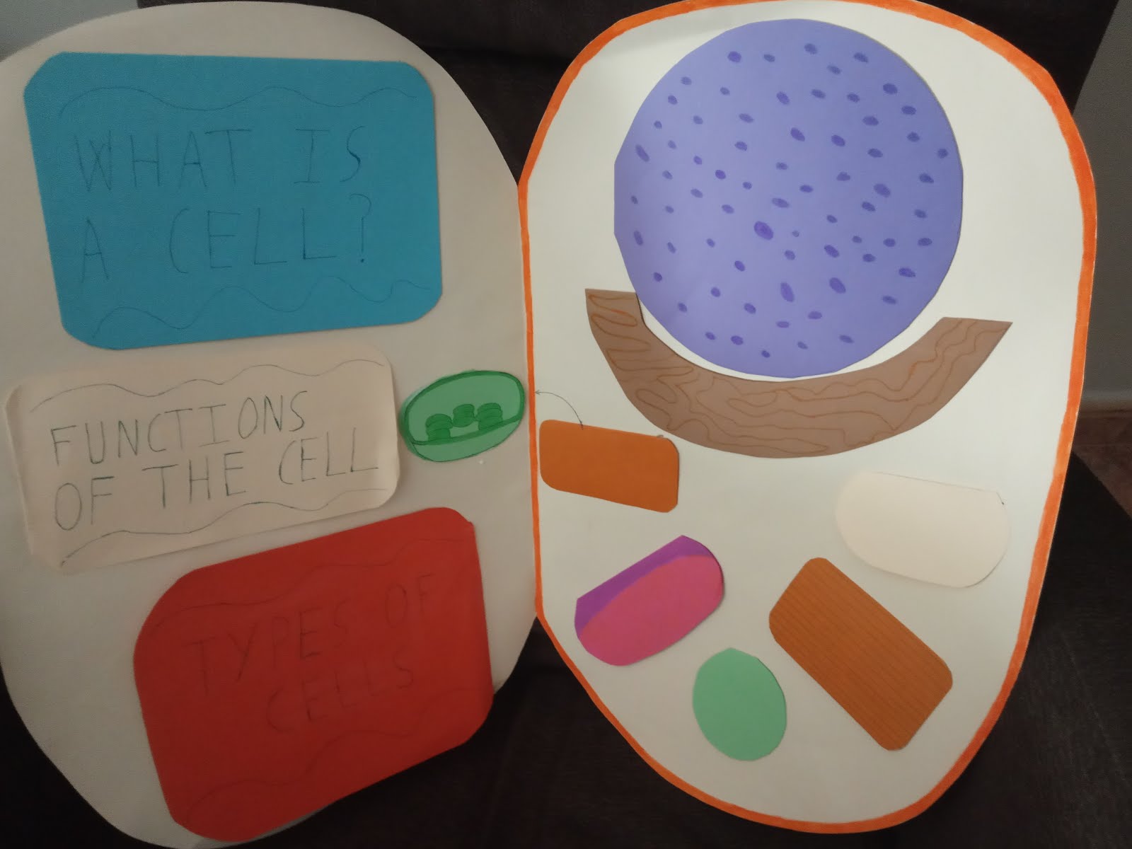 Porfolio de Esteban: Evaluación reflexiva del Lapbook “The Cell”