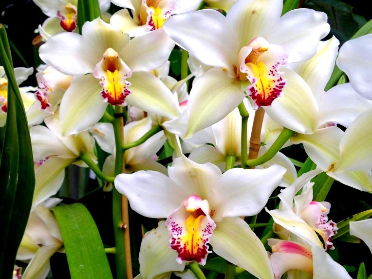 Bunga Mekar Cantik Menawan Mata, Hati & Minda - AlamBlogr