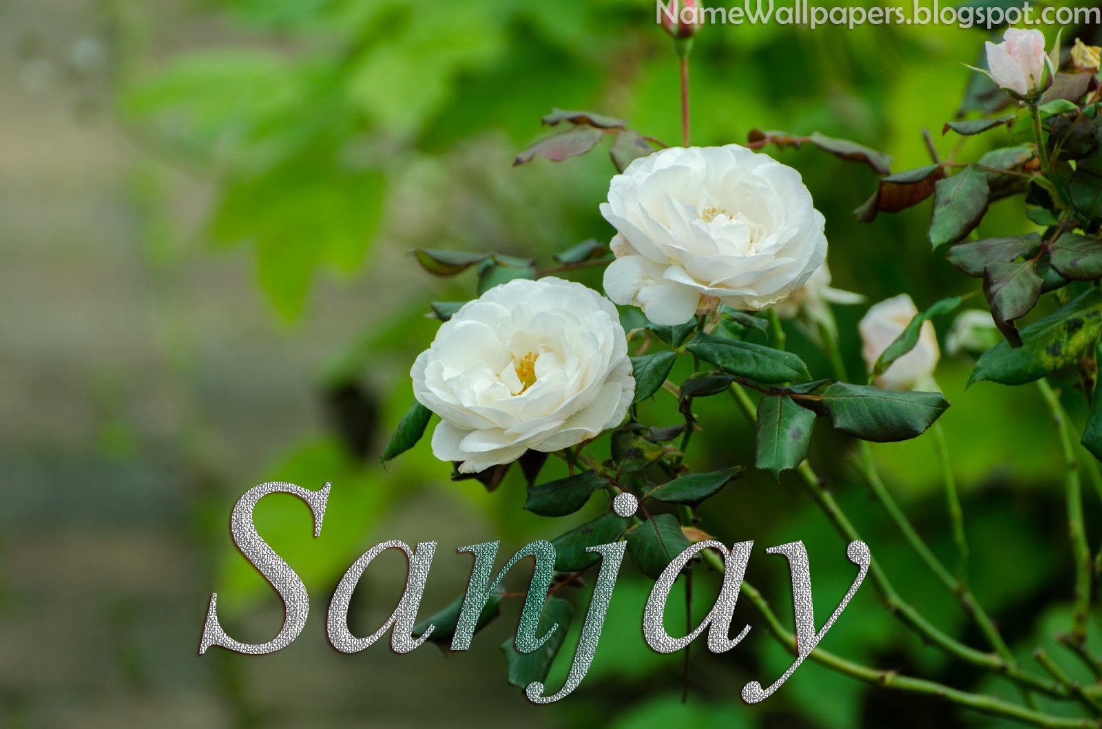 Sanjay Name Wallpaper