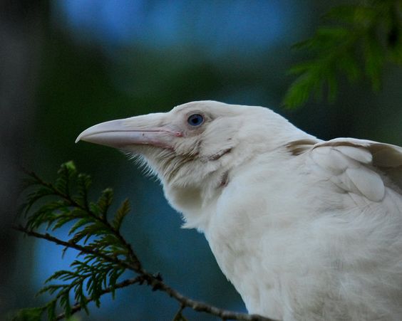 White Wolf : The Rare and Fascinating White Ravens of Vancouver Island