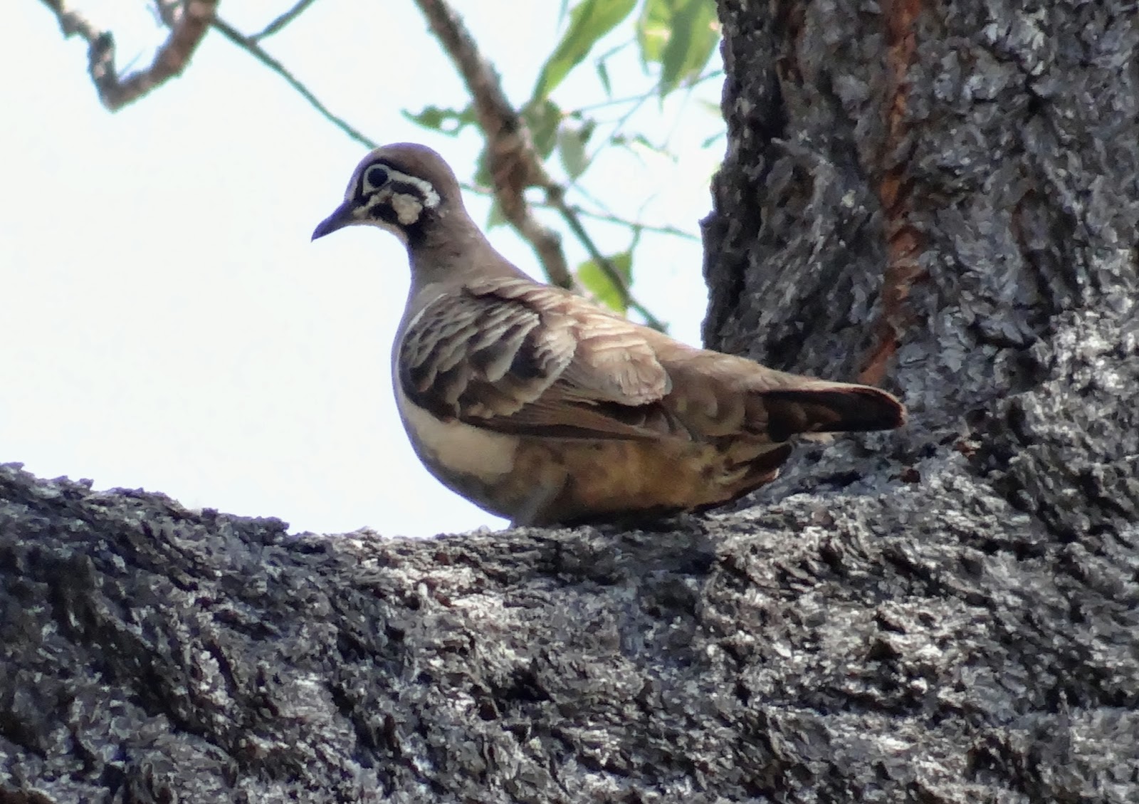 sunshinecoastbirds: Eidsvold: Squatter Pigeon, Ground Cuckoo-Shrike ...