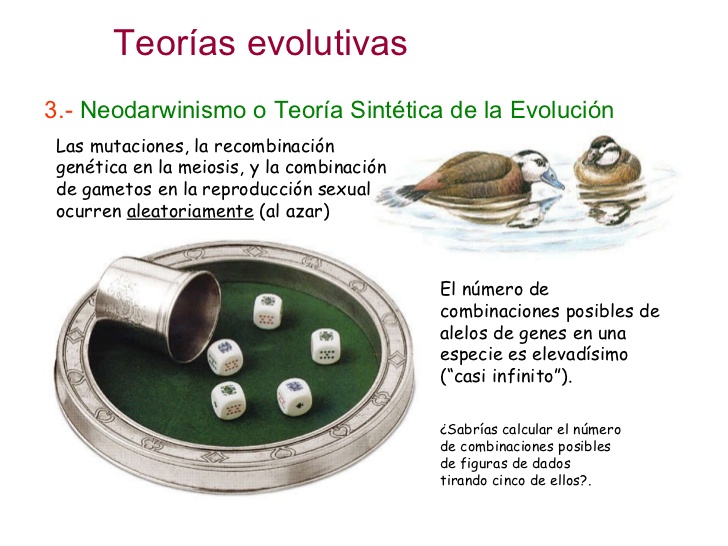 TRIPLE C: Evolución de los seres vivos: Neodarwinismo