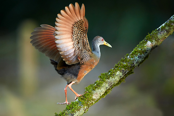 Bellas Aves de El Salvador: Aramides axillaris (tamborcito, rascón ...
