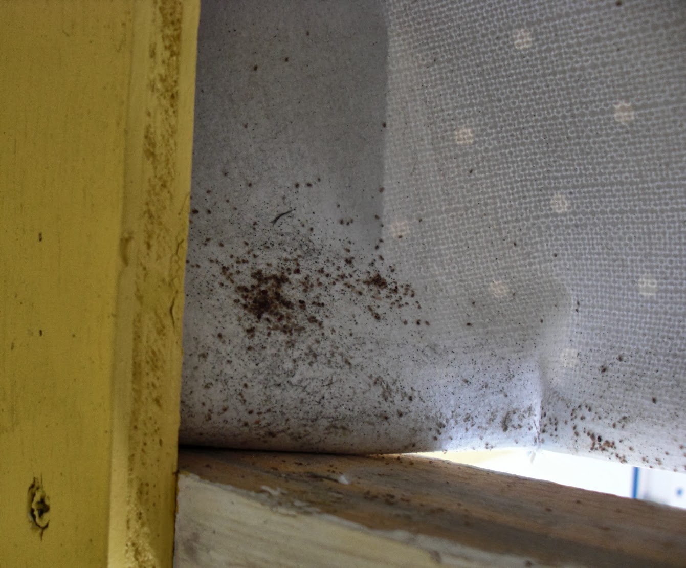 TUOHIMUTKAN KANALA: Lintukirput