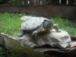 ACVARISTICA - PESTI - REPTILE: BROASTE TESTOASE