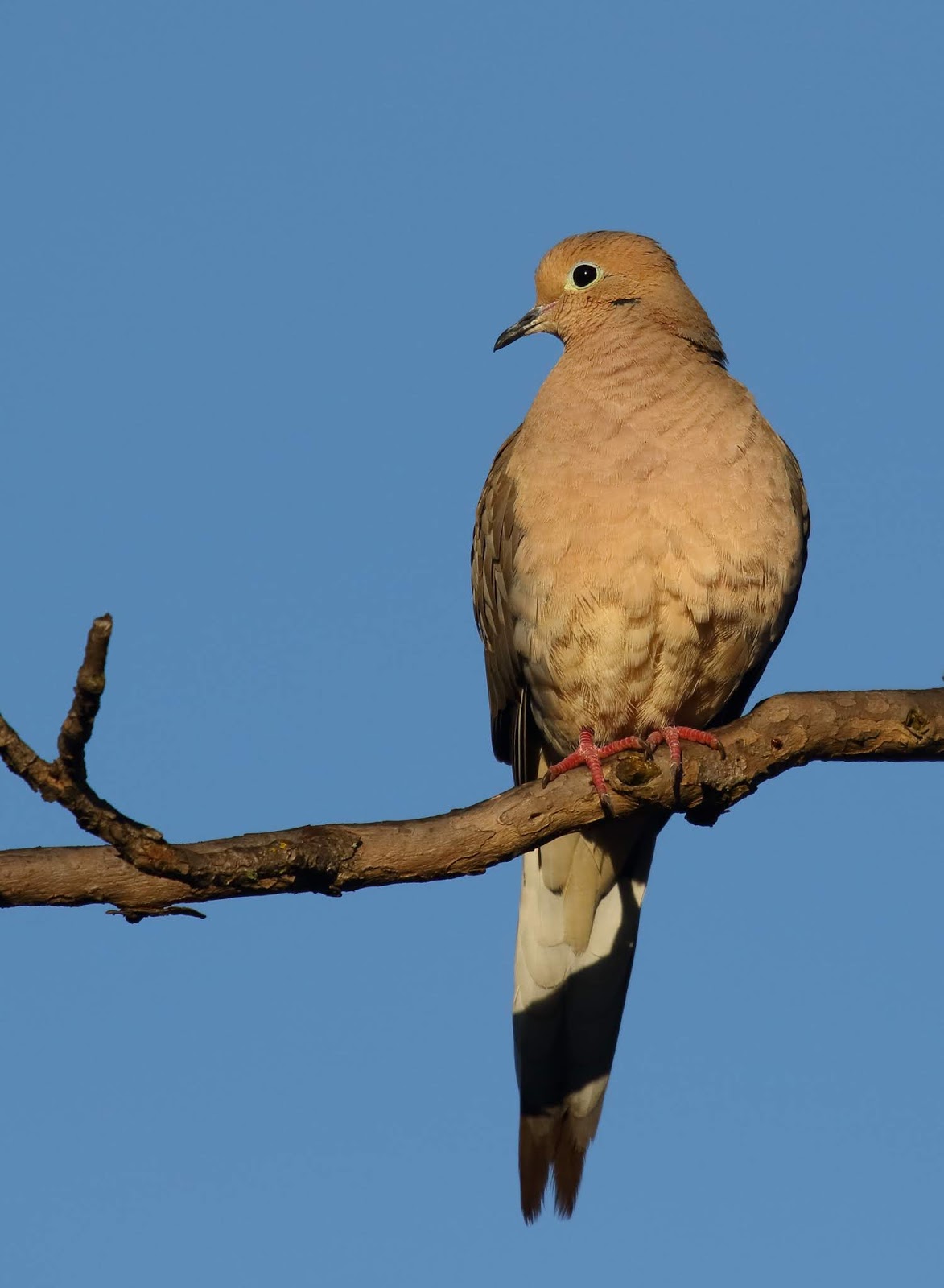 Mourning Dove at Kit Carson Park - Greg in San Diego