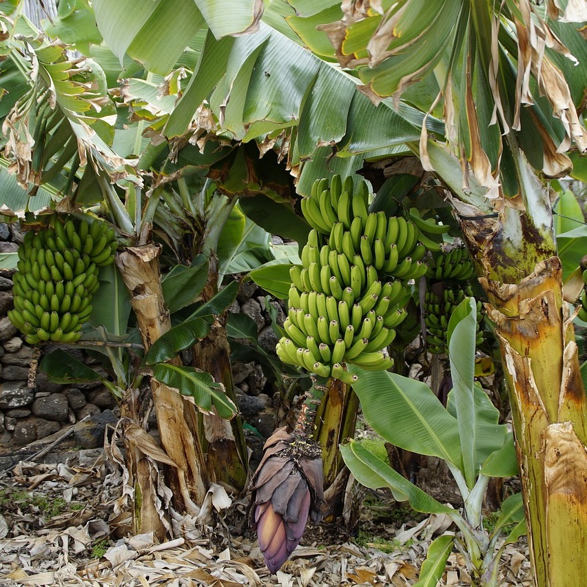 Bagaimana Cara Membuat Pohon Pisang Dapat Berbuah Banyak Ayo Bertani