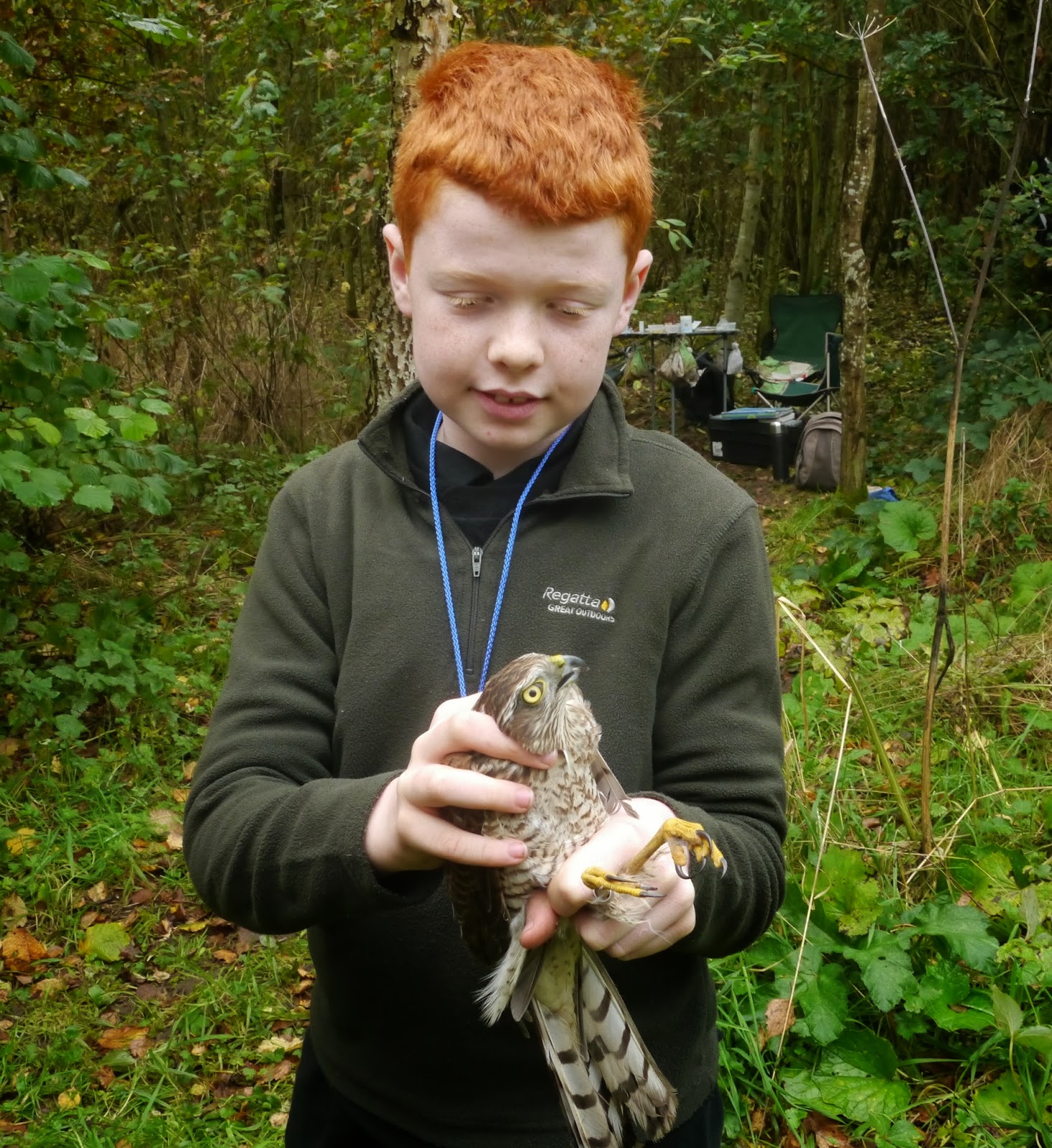 Wilde About Birds: Sprawk Alert