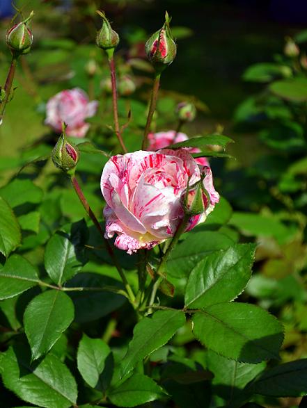 Buchetul miresei: Raspberry Swirl Roses