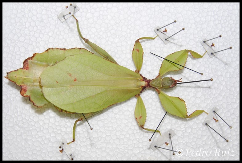 fasmidos.net: Insectos disecados y método de disección