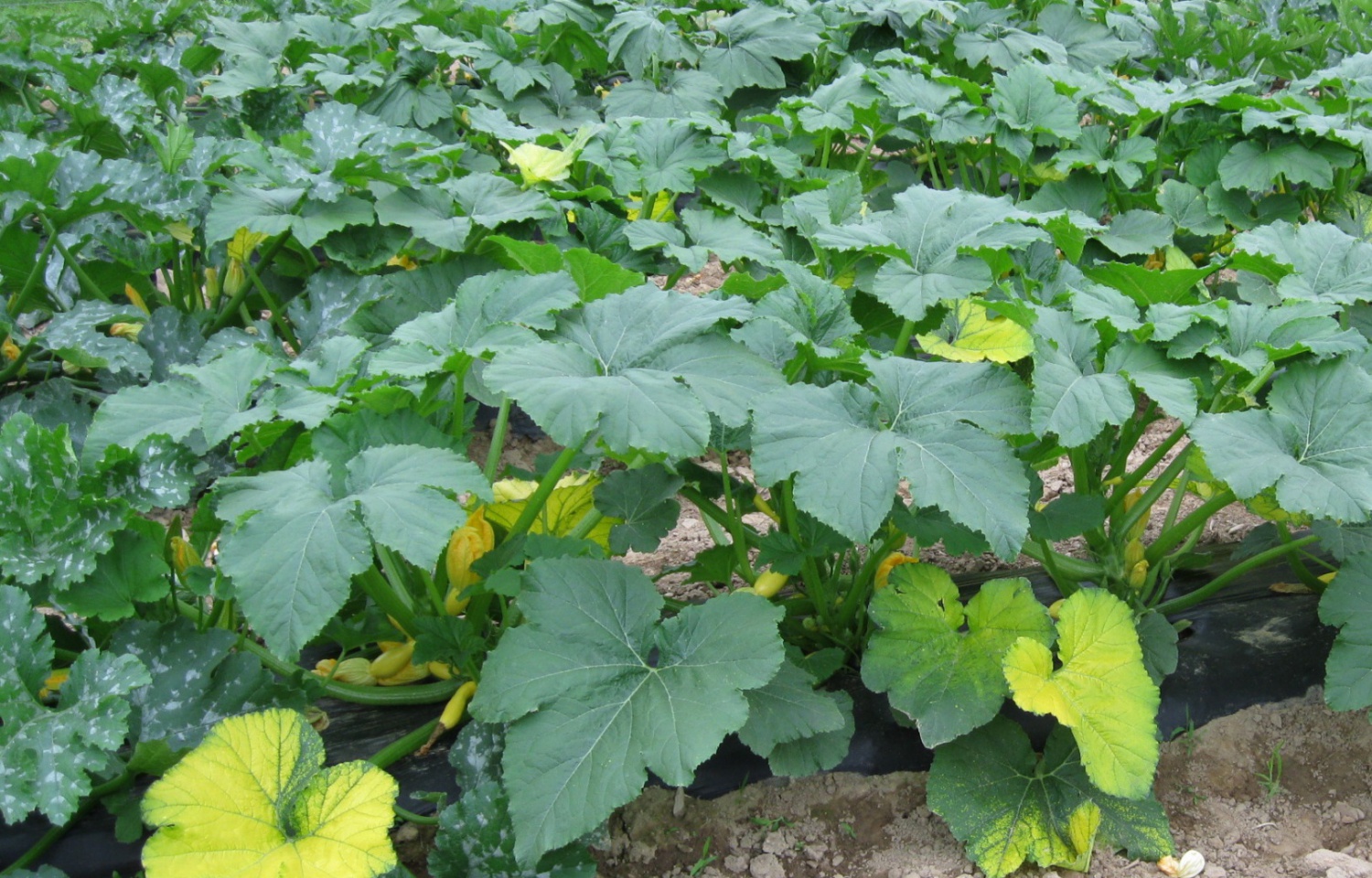 10 Health Benefits Of Pumpkin Leaves You Should Know DOCTOR APPIAH BLOG 10-health-benefits-of-pumpkin-leaves-you-should-know-doctor-appiah-blog