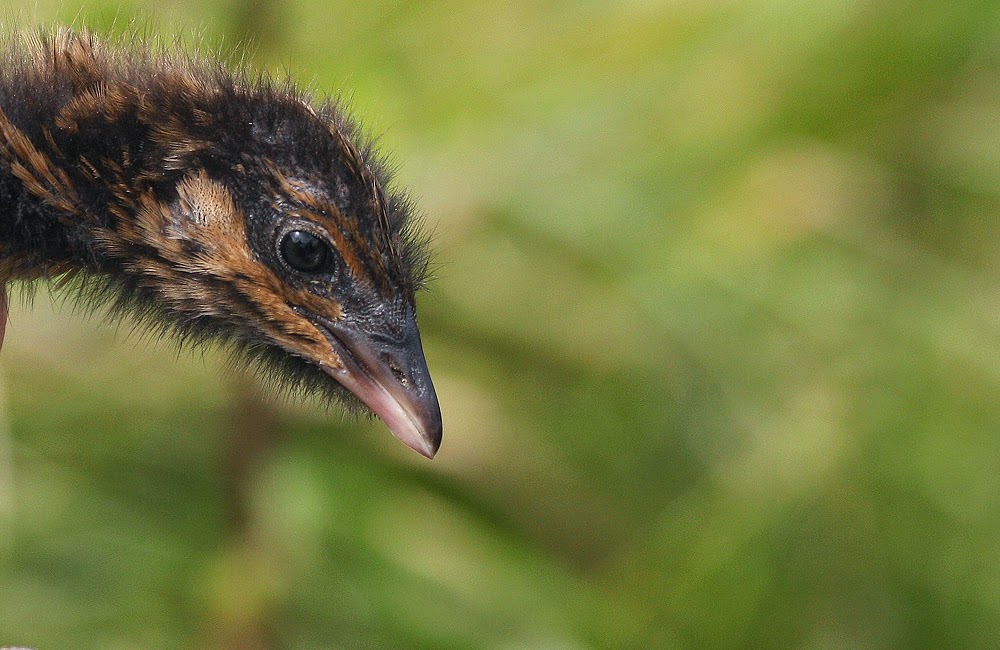CAMBRIDGESHIRE BIRD CLUB GALLERY: Corncrake