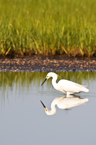Birding Is Fun!: Birder Profile: Vincent Mistretta