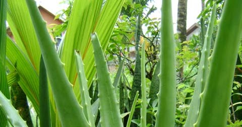 22+ Kegunaan Bunga Lidah Buaya