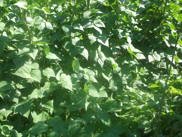 Gradina si gradinaritul, pasiuni de-o viata: salcami-inmultire prin seminte