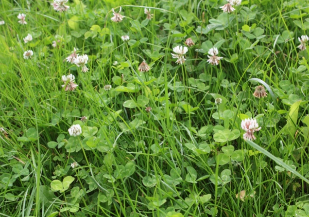 Courants-Alternatifs Acigné: août 2012