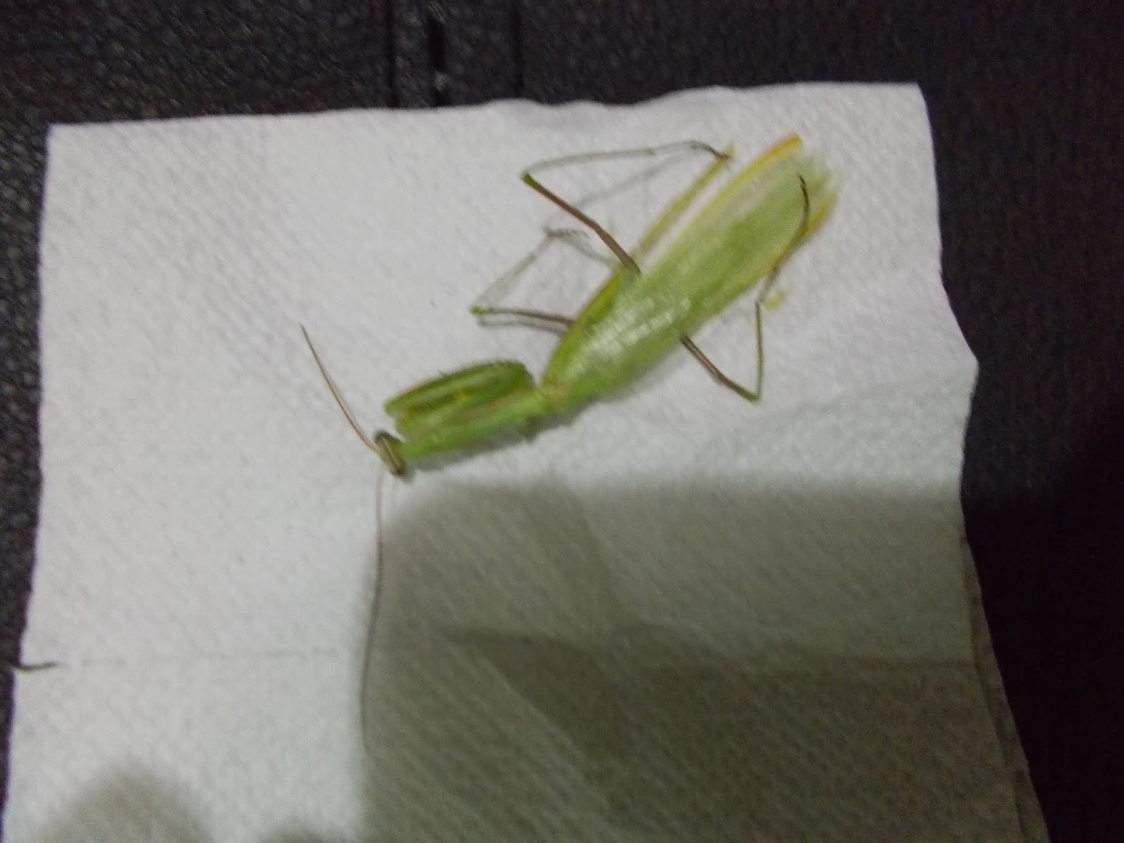 Blog de fotografii: Calugarita (mantis religiosa), insecta uimitoare