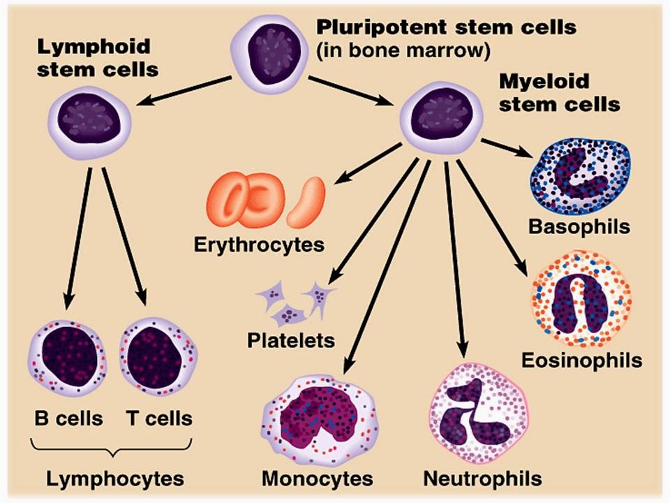 ส่วนการส่ง Hb typing ( EDTA Blood Tube) ต้องเป็น Fresh Blood หรือเจาะ ...