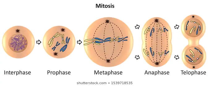 BIOLOGI GONZAGA: REPRO SEL