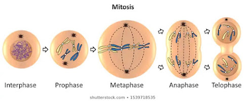 BIOLOGI GONZAGA: REPRO SEL