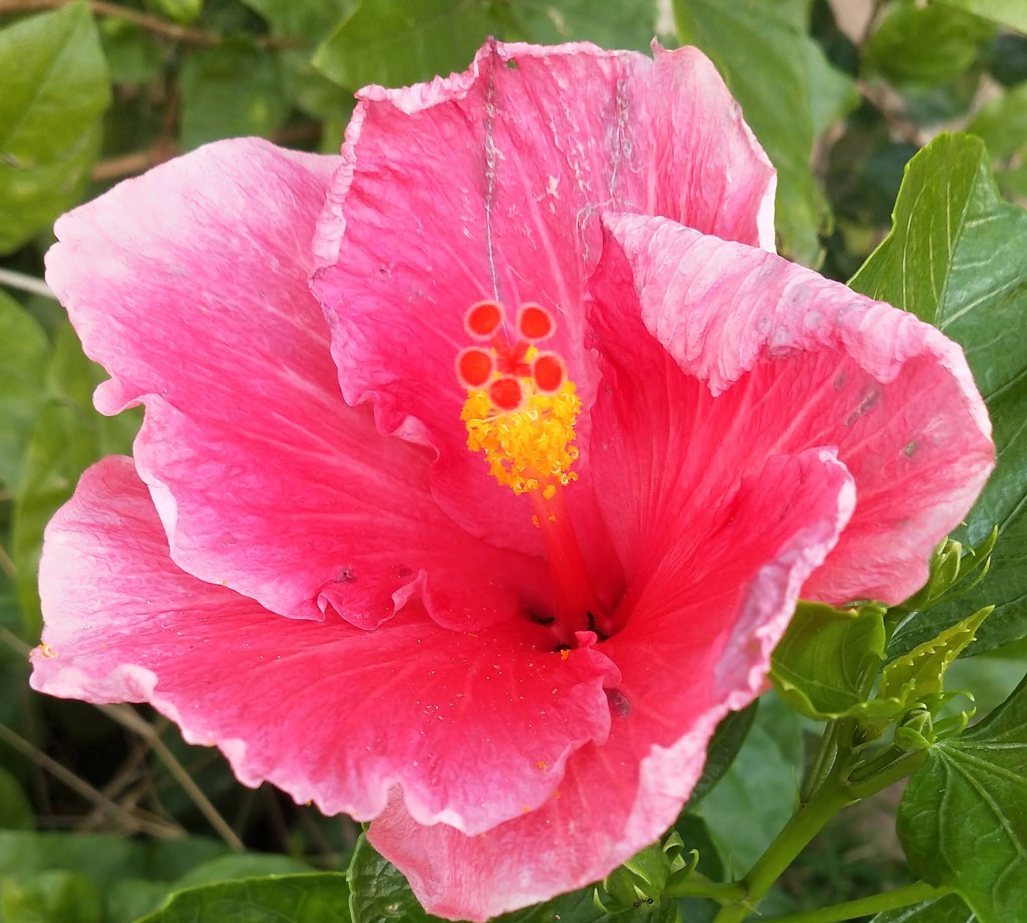 know about kannada and Karnataka: July 2019