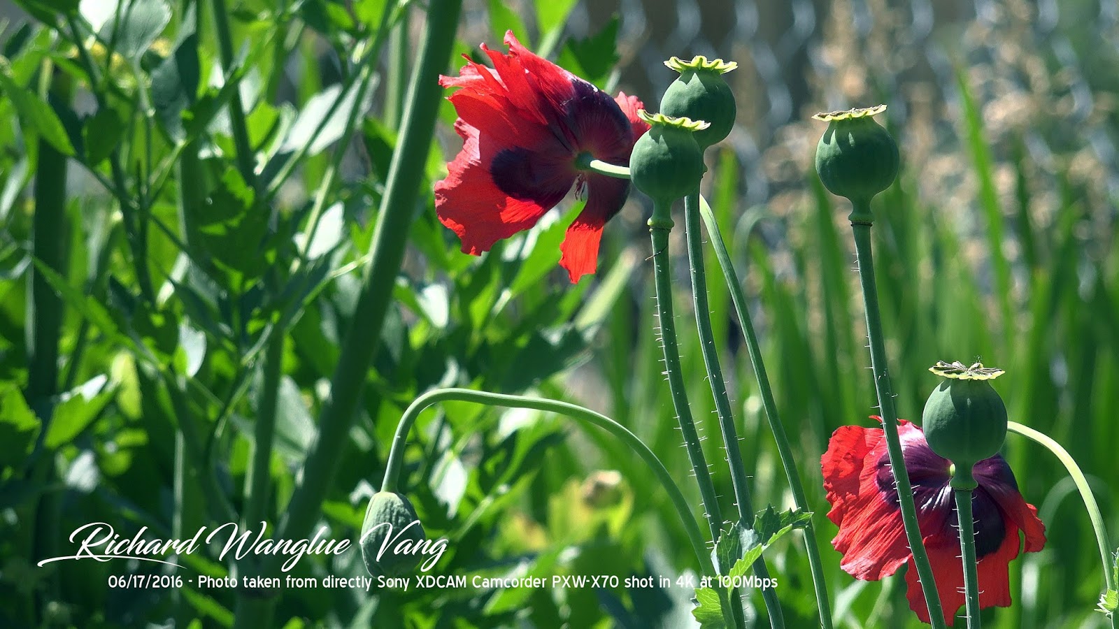 Rick Wanglue Vang's Blog: Duab Paj Yeeb yees los ntawm lub SONY XDCAM ...