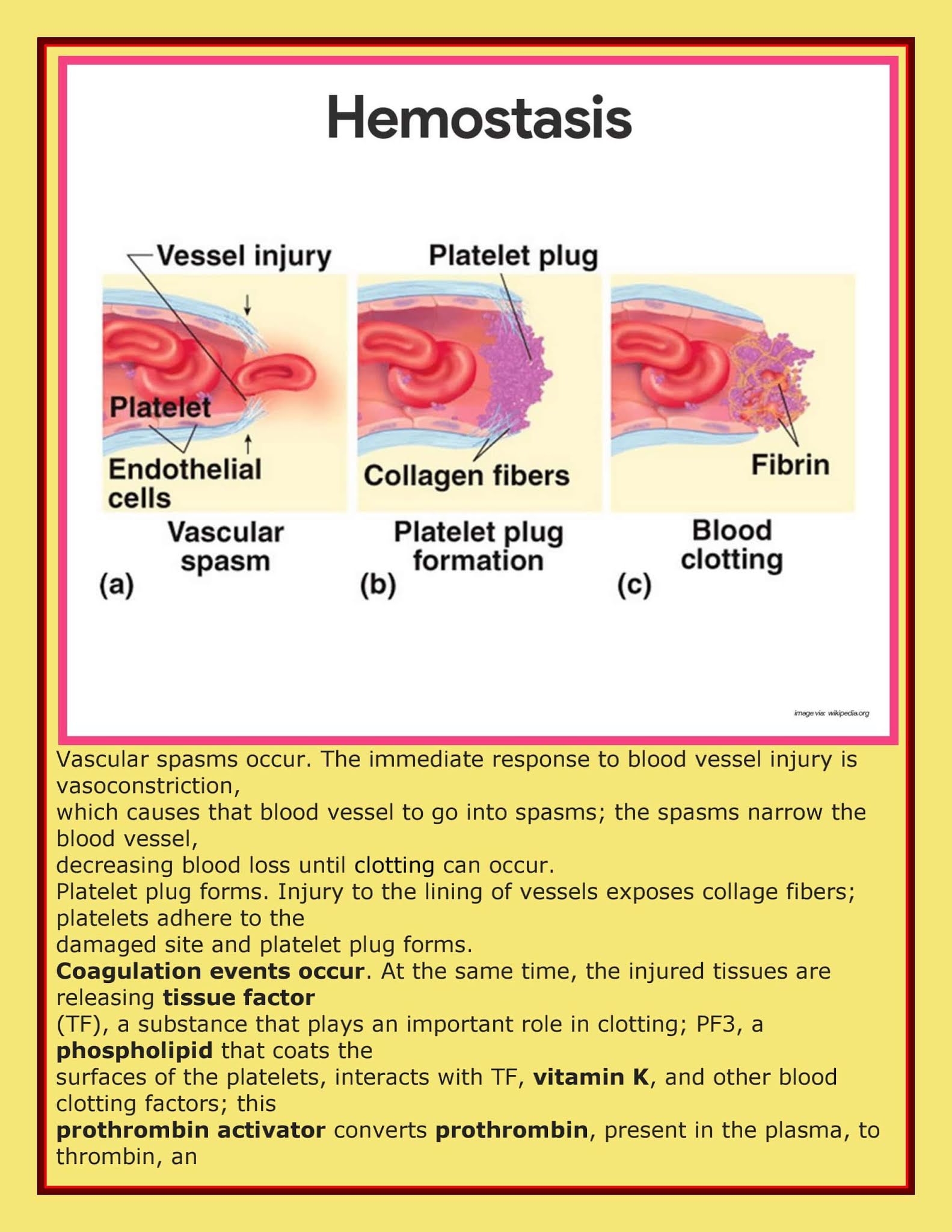 Blood Anatomy and Physiology - Medical Yukti
