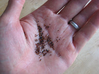 The Delicious Truth: More on Kaniwa: How to Cook & Flavor