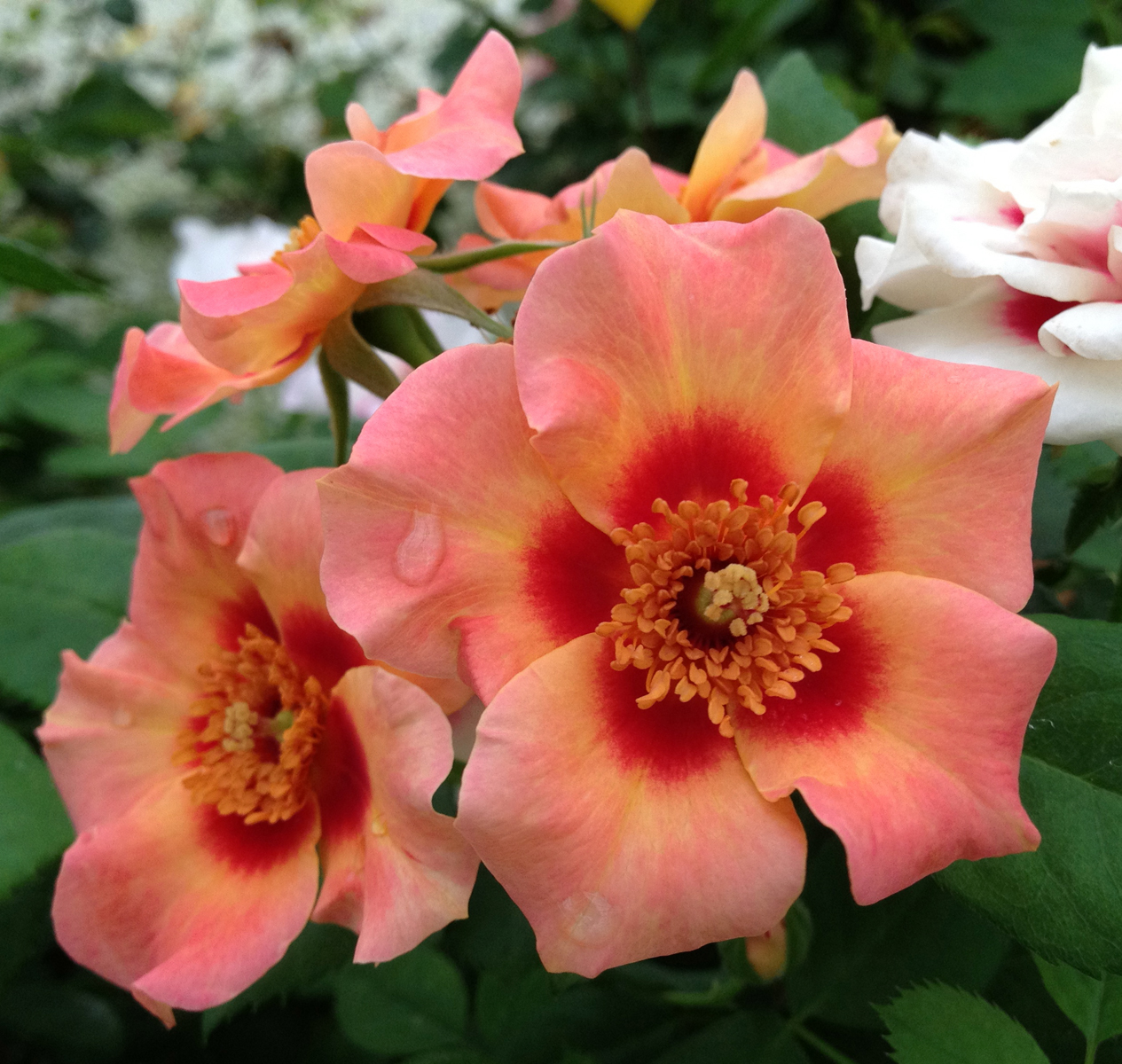 Rose Hybridizing: Best 2012 Hulthemia Seedling