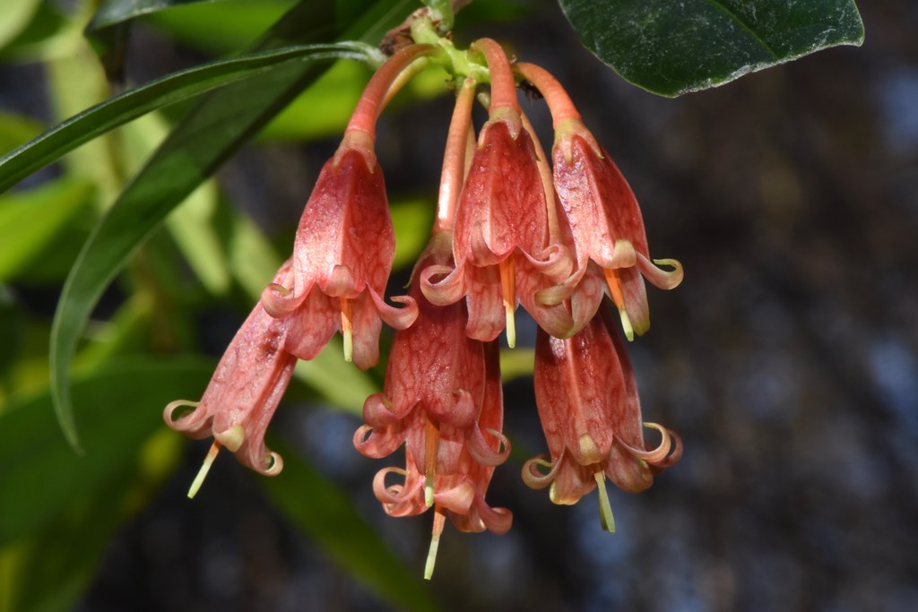 Agapetes care and culture | Travaldo's blog