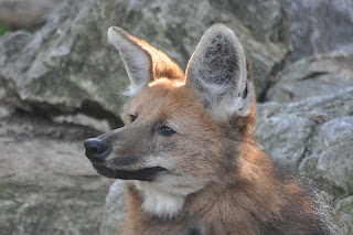 ZOOTOGRAFIANDO (6.100 ANIMALS): LOBO DE CRIN / MANED WOLF (Chrysocyon ...