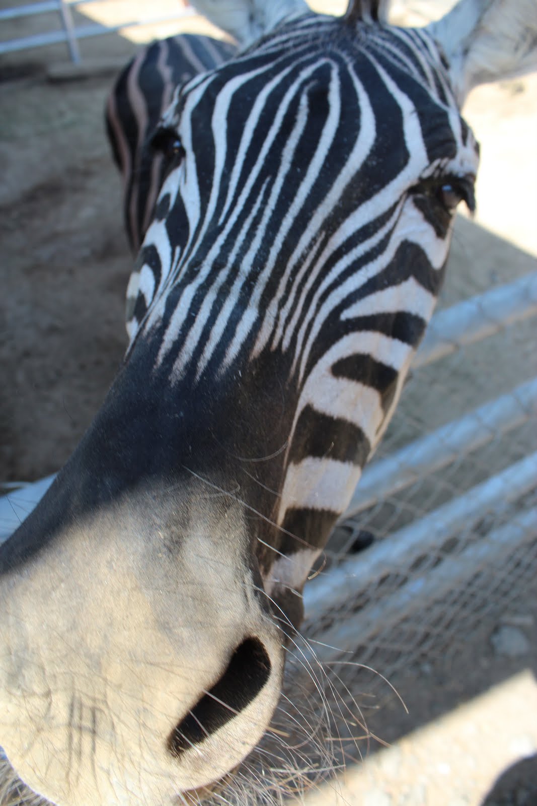 Montebello Barnyard Zoo: Ever petted a Zebra? - Best petting zoo in Los ...