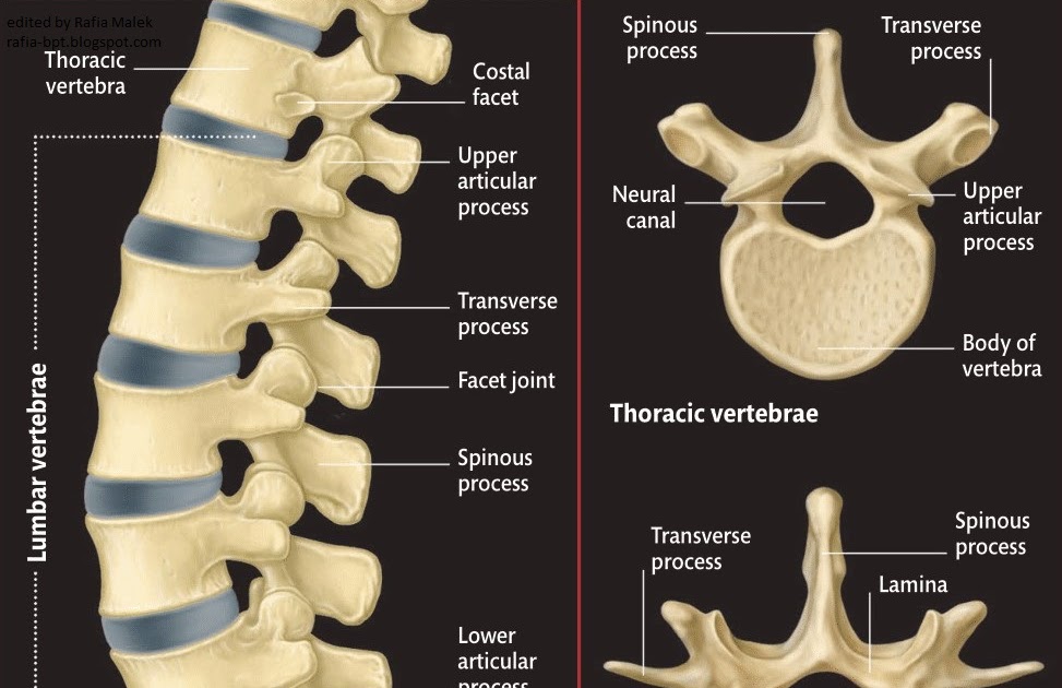 STRUCTURE OF THE VERTEBRAE AND DISC