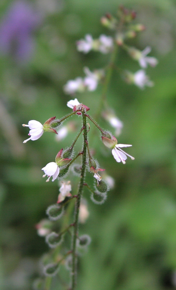 A bad witch's blog: Flower Magic and Folklore: Enchanter's Nightshade