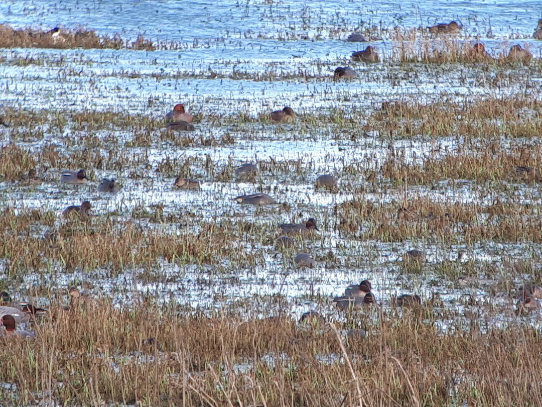 @birdingdad: Wheldrake Ings: World-class Wetland!