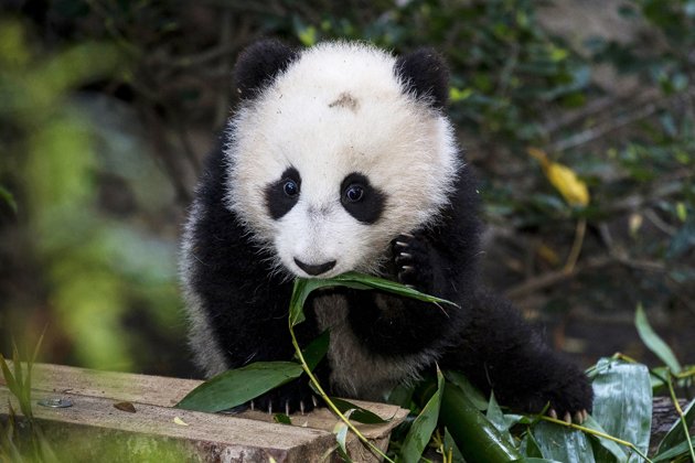 White Wolf : San Diego Pandas Get a Snow Day (Video - Photos)