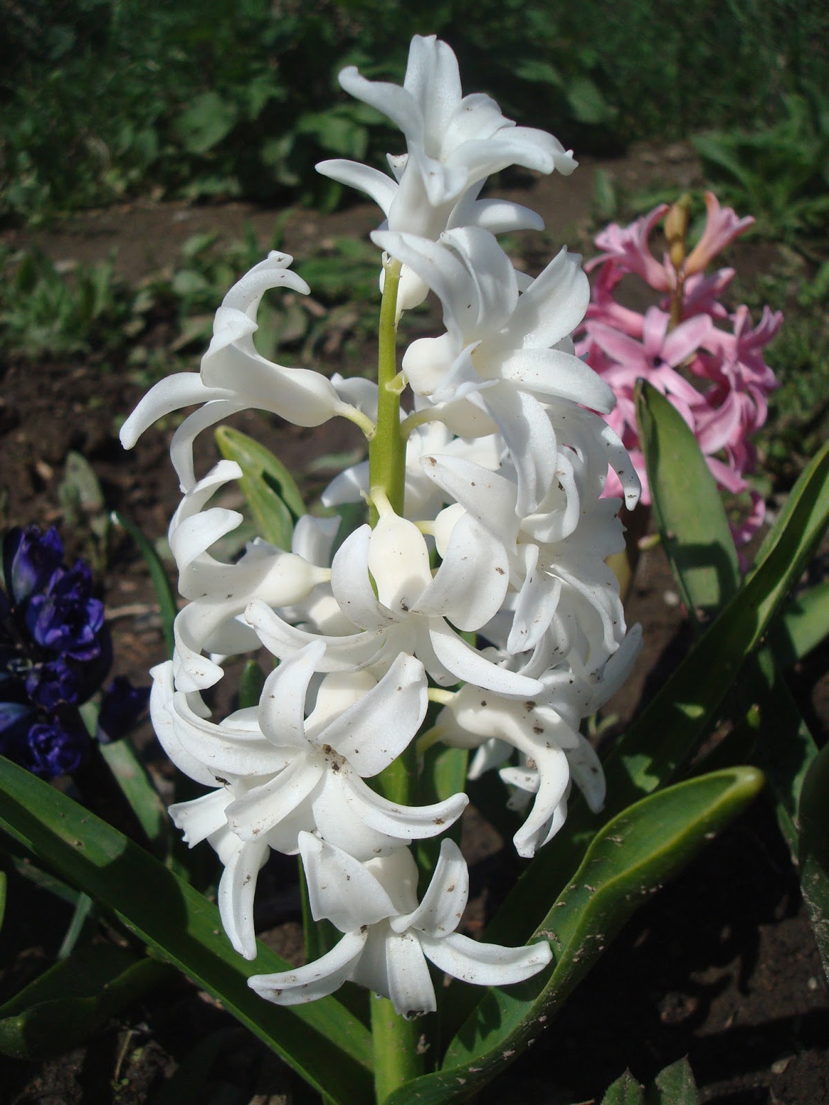 Explozie de zambile in gradina