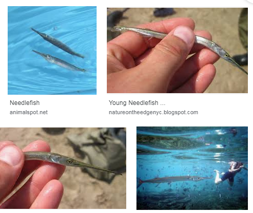 Atlantic Needlefish