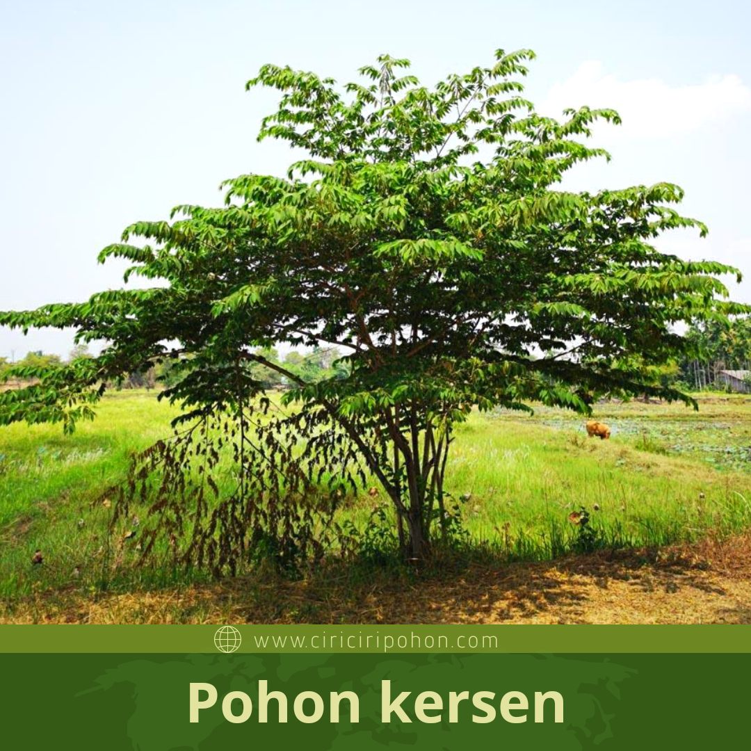 Rekomendasi Pohon Hias Terbaik - Ciriciripohon.com