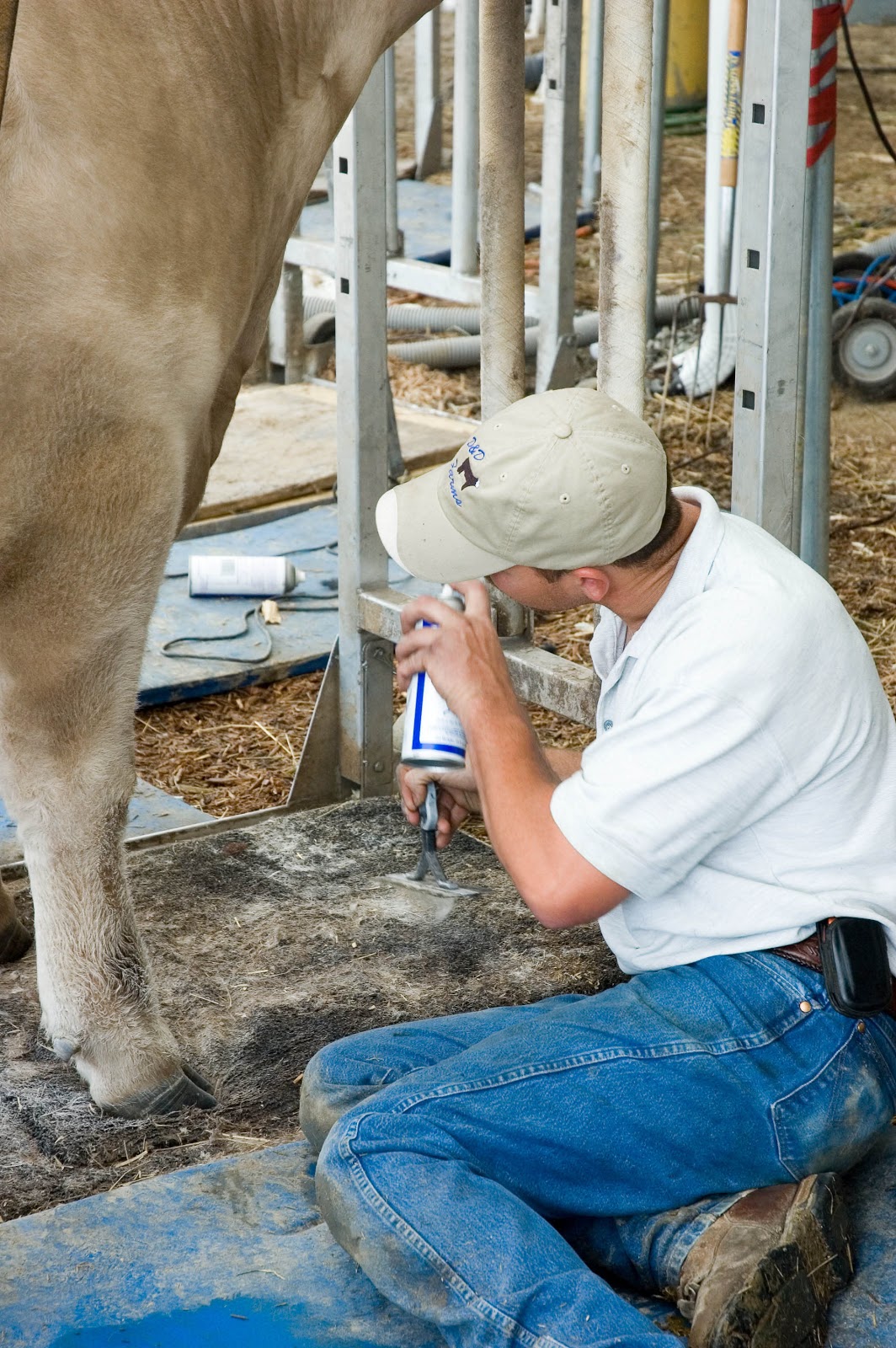 Dawson Cattle Company: Show Cattle knowledge....