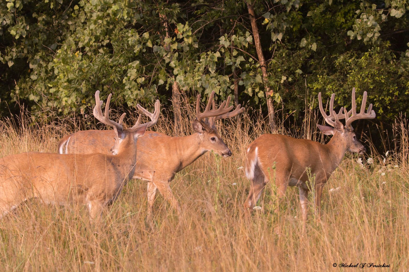 Marian's Hunting Stories, etc., etc., etc...: Mike's Deer Photography ...