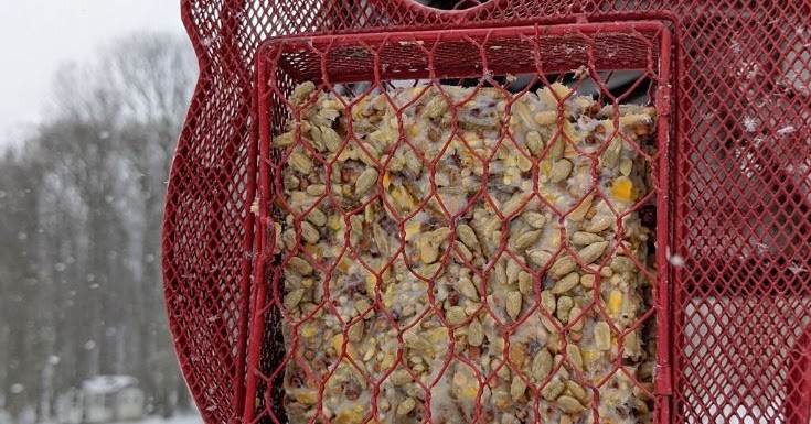 Simple bird suet recipe - Feathers in the woods