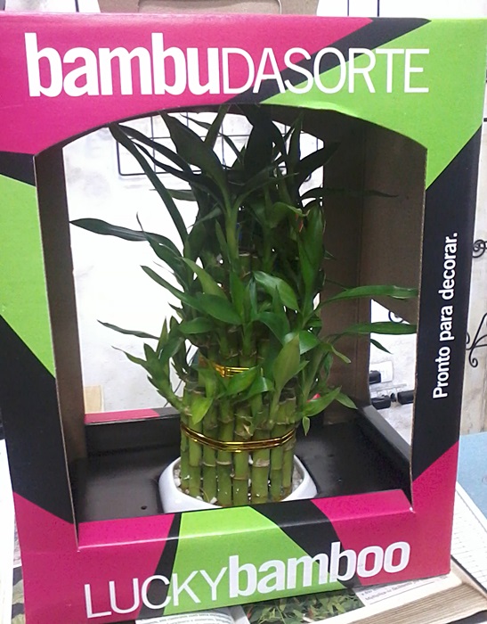 Fênix Plantas e Jardins: Bambú da Sorte - Um belo presente!