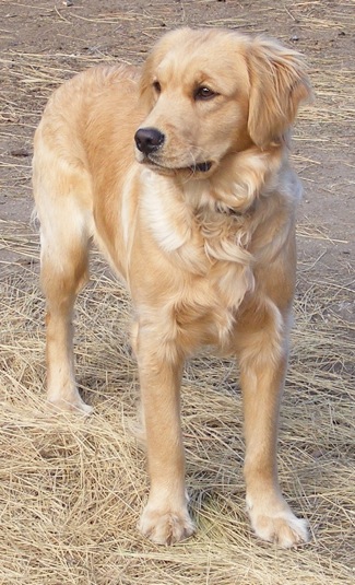 Golden Retriever Dog: Miniature Golden Retriever