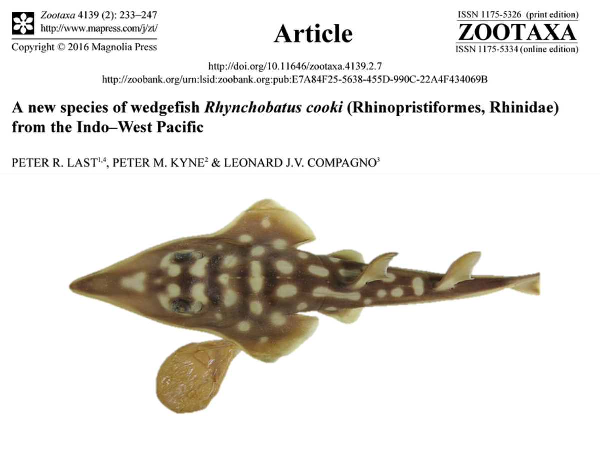 Species New to Science: [Ichthyology • 2016] Rhynchobatus cooki • A New ...