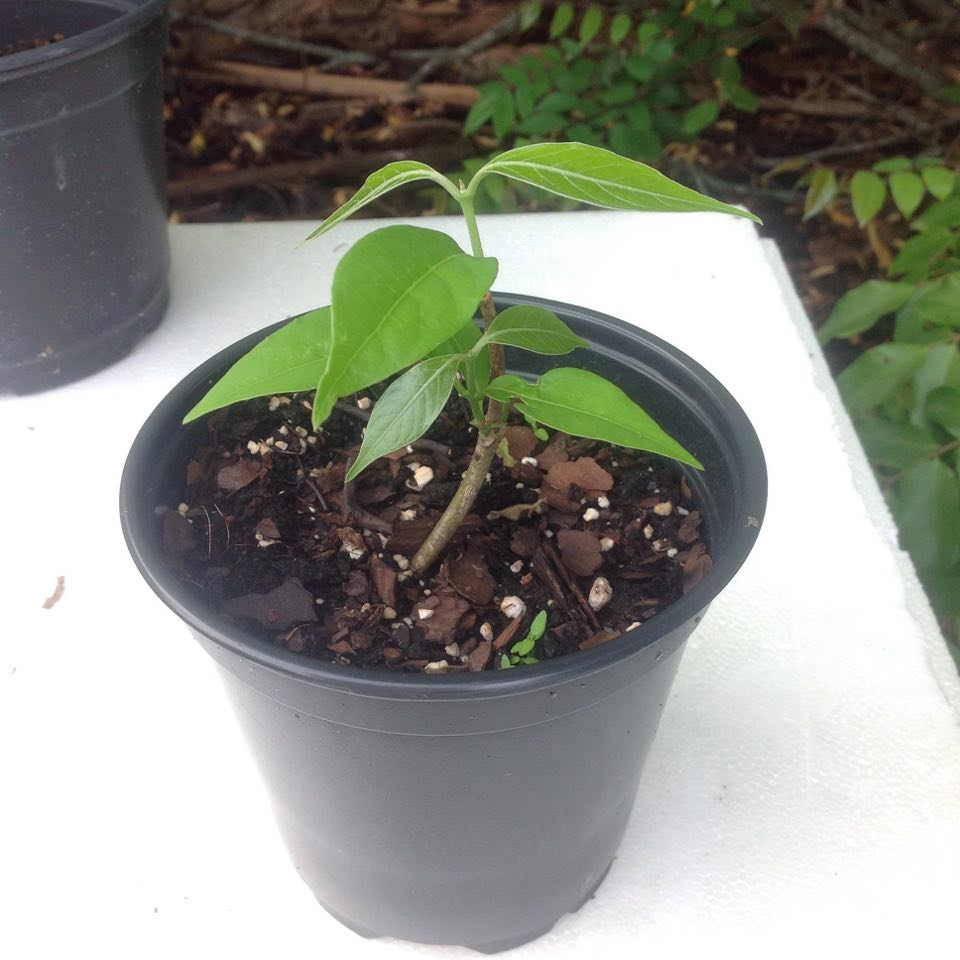 Cactus Kitten Garden