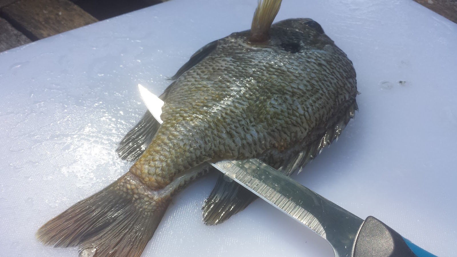 Lone Star Parson: How To Fillet A Sunfish